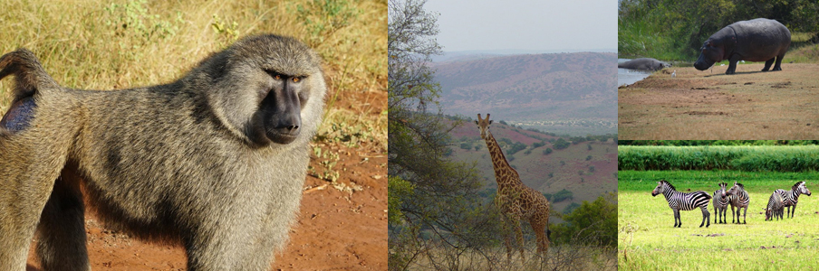3 Days Rwanda Wildlife Tour- Akagera National Park.