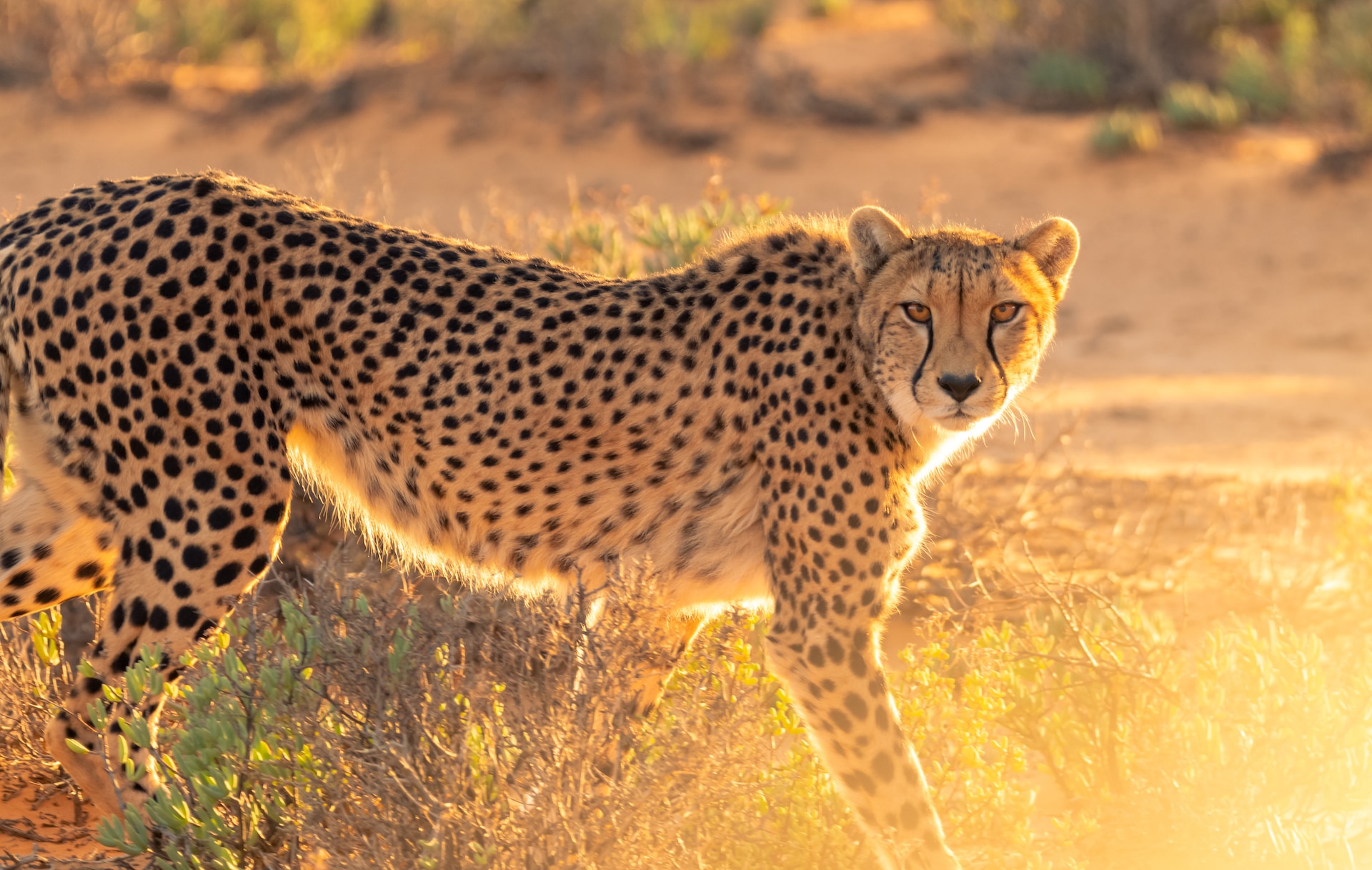 Facts about the cheetah; the world’s fastest but weakest mammal- Kidepo ...